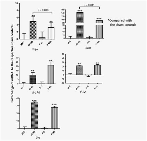 Mutagenicity Of Helicobacter Hepaticus Infection In The Lower Bowel Mucosa Of 129 Svev Rag2− −