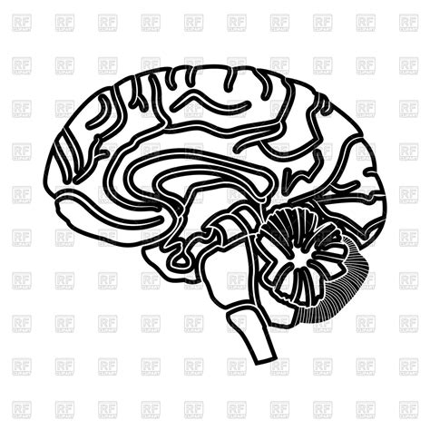 Brain Outline Vector At Collection Of Brain Outline Vector Free For Personal Use