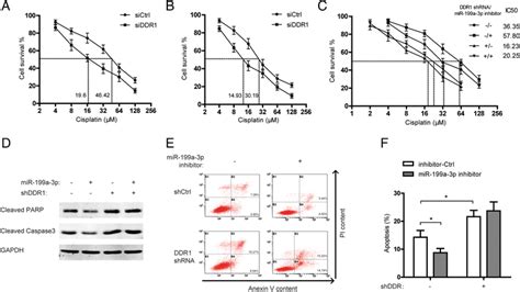 Dysregulation Of Mir 199a 3pddr1 Pathway Confers The Download