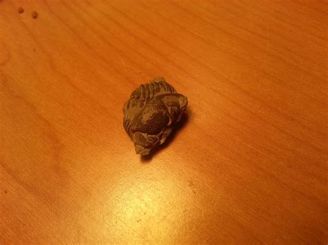 Phacops 2 Member Collections The Fossil Forum