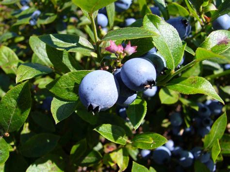 The Strange Sex Habits Of Home Grown Fruits
