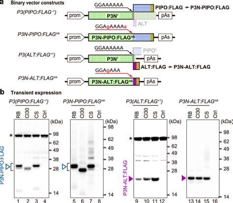 detection of p3n pipo and p3n alt products by agrobacterium mediated