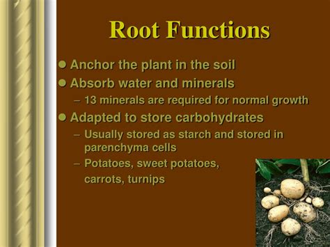 PPT Structures And Functions In Plants PowerPoint Presentation Free Download ID