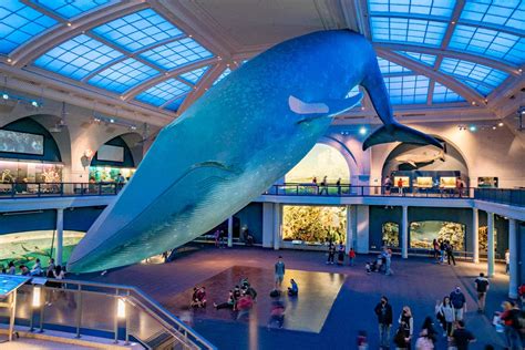 16 Best Things To See At The American Museum Of Natural History 2026