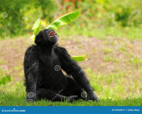 Chimp With Mouth Open Stock Image Image Of Great Opens 29546011