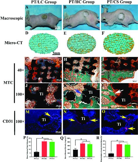 Evaluation Effect Of The Combination Of Pt Scaffolds And Bmscs On The Download Scientific