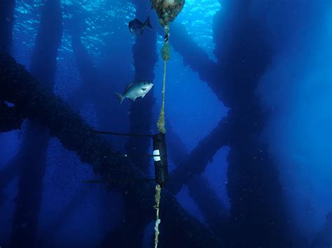 About The Shark Lab California State University Long Beach
