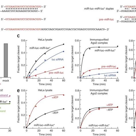 Human RISC Assembly Is Uncoupled From Dicing And Dependent On ATP A Download Scientific