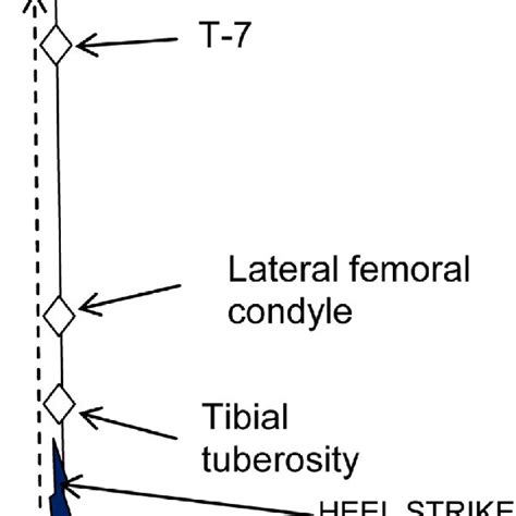 Schematic Of Triaxial Accelerometers And Gyroscopes D Placement Sites