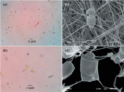 Figure 1 From Potential Fucoxanthin Production From A Marine Diatom Semantic Scholar