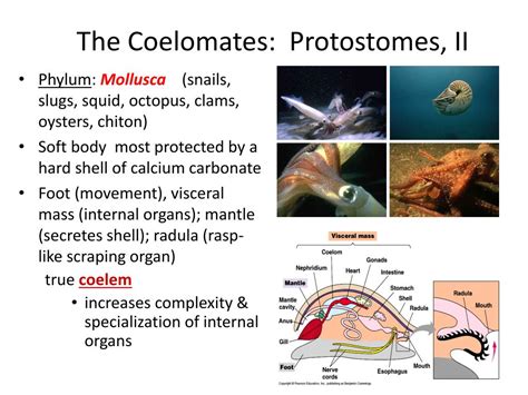Ppt Ap Biology Powerpoint Presentation Free Download Id2265808
