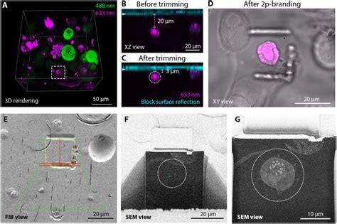 Electron Microscopy Core Facility The Facility Provides Advanced