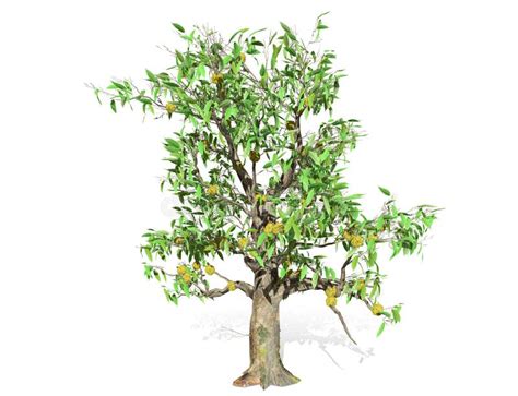 Durian Tree Stock Illustrations 719 Durian Tree Stock Illustrations