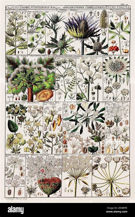 Vintage Botanical Illustration 18th Century Botanical Chart Linnaean Plant Classification In A