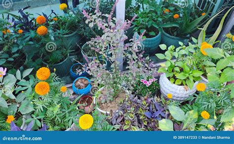 A Very Small Pepperoni Pizza On A Plate Royalty Free Stock Image 36440266