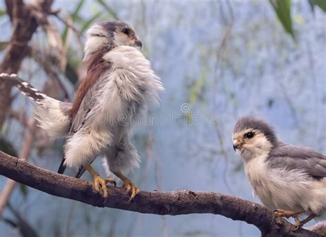 African Pygmy Falcons Stock Photo Image Of Mating Nature 173188364