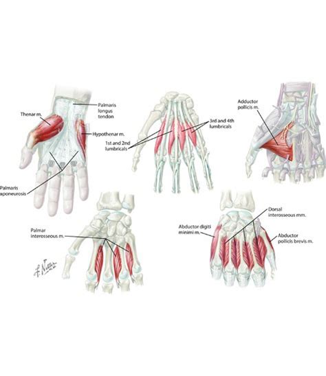 Interosseous And Lumbrical Muscles