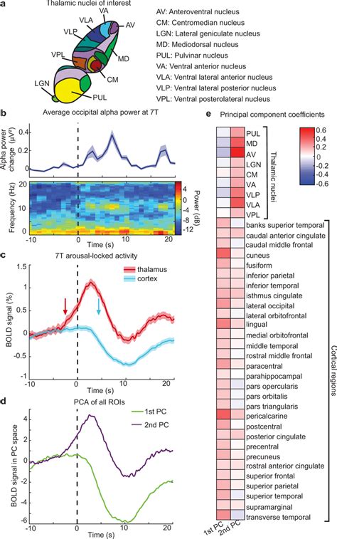 7 T Imaging Shows Two Primary Activity Modes At Behavioral Arousal