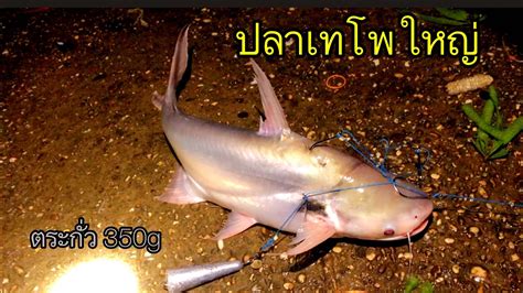 ปลาเทโพใหญ่ เขื่อนปากมูล เหยื่อหมักตกปลากดช่างนพอุบลราชธานี Youtube