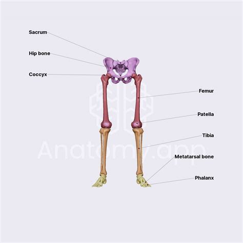 Skeleton Of The Lower Limb Overview Anatomy App