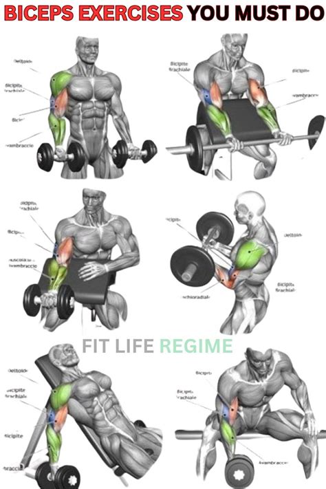 Best Dumbbell Bicep Workout In 2025 Biceps Workout Big Biceps Workout Dumbbell Bicep Workout