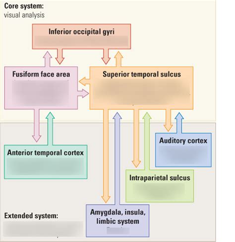 Psych 2nf3 The Temporal Lobes Diagram Quizlet