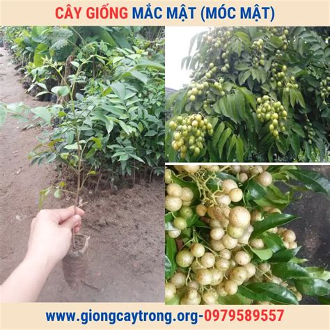 Bán Cây Giống Mắc Mật Mác Mật Và Hướng Dẫn Cách Trồng Chăm Sóc 0979589557