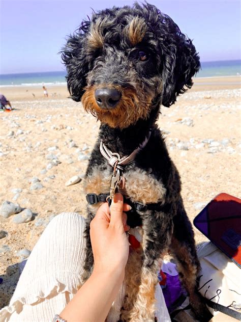 Cockapoo Anal Glands Help And Where To Go