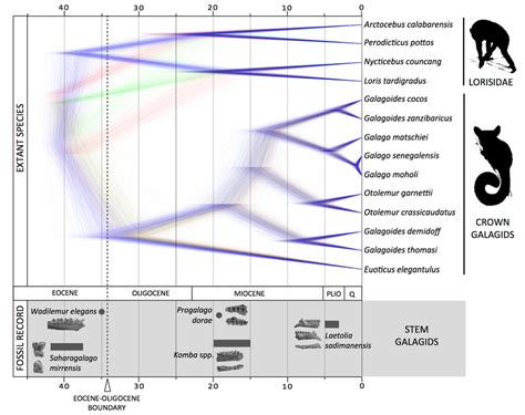 Primate Phylogeny
