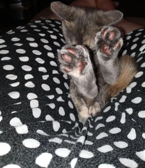 Tiny Toe Beans R Toebeans