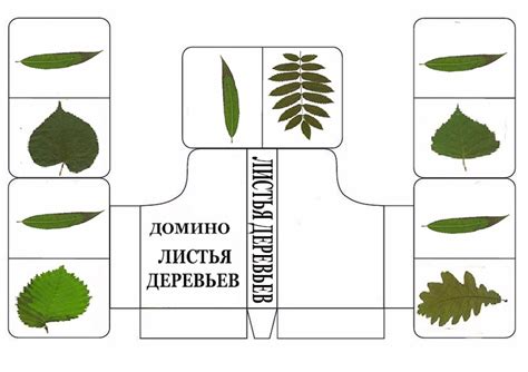 Просмотр сообщений - fatsia0