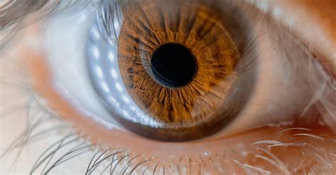 각막 갈색 눈 강렬함 건강 건강 눈 과학 광학 나타내는 눈 눈꺼풀 눈썹 눈알 동공 디테일 마이크로 디테일 망막 매크로 매크로 클로즈업 보기