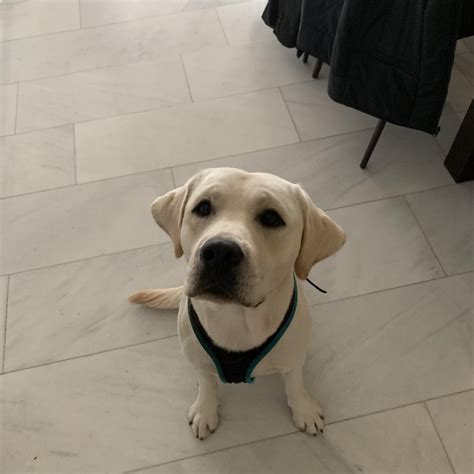 “the Lazy Labradors Cycle Of Life” Rlabrador