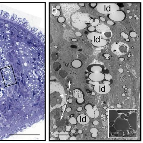 Good Fixation Requires Fresh Glutaraldehyde And Formaldehyde Download Scientific Diagram