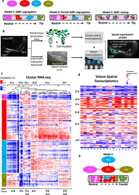 Cluster Rna Seq Analysis Supports The Spatial Segregation Of Nephric
