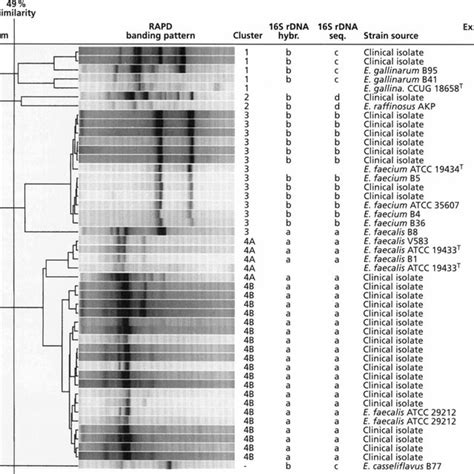 Dendrogram Obtained Using Rapd Analysis Clusters 1 2 3 4a And 48