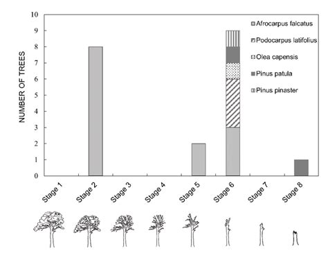 Successional Stage Classification Of 20 Trees Containing Cape Parrot