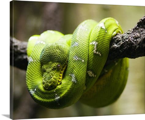 Green Tree Python On A Branch Wall Art Canvas Prints Framed Prints Wall Peels Great Big Canvas