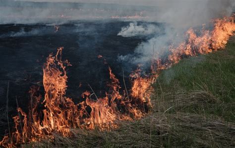 Війна з РФ збитки природі від російського вторгнення оцінюють у майже 2 трильйони гривень Zn Ua