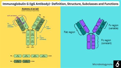 Immunoglobulin G Igg Antibody Definition Structure Subclasses And Functions Biology Notes