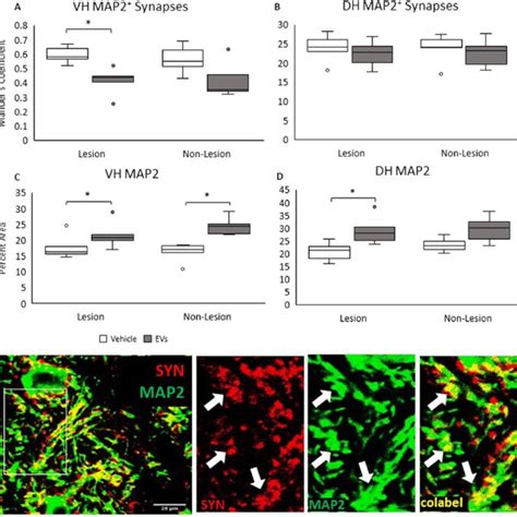 Mscd Ev Effects On Axonal Sprouting Synapse Density And Dendrite Download Scientific Diagram