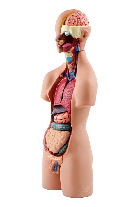 인간 장기의 과학 대중화 전시 배경 배경 화면 및 일러스트 무료 다운로드 Pngtree