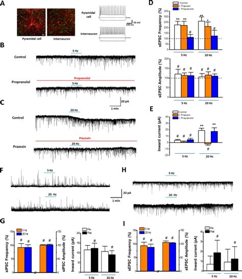 Ascending Noradrenergic Excitation From The Locus Coeruleus To The Anterior Cingulate Cortex Pmc