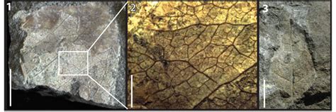 1 Kp 15 Distinct Dicotyledonous Fragment Ru 2010 837 Showing Download Scientific Diagram