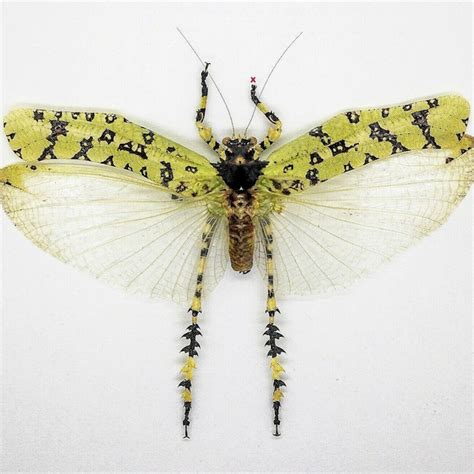Grasshopper Etsy Grasshopper Etsy