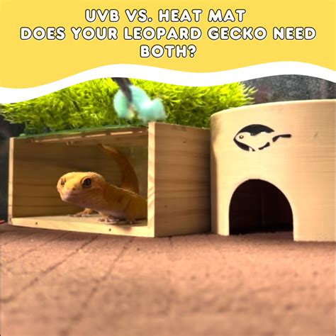 My Leopard Gecko Dropped Its Tail, What Should I Do? – Geckopia