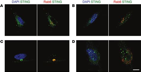 Intracellular Localization Of Pv155m Sting Sting Localization In Download Scientific Diagram