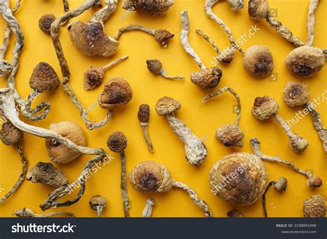 Dried Psilocybe Cubensis