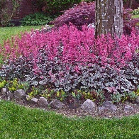 Shrubs Perennials Shade At Charlie Oppen Blog