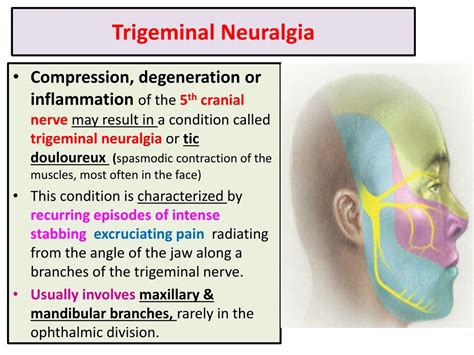 Ppt Nerve Supply Of Face 5 Th And 7 Th Cranial Nerves Powerpoint Presentation Id 340106